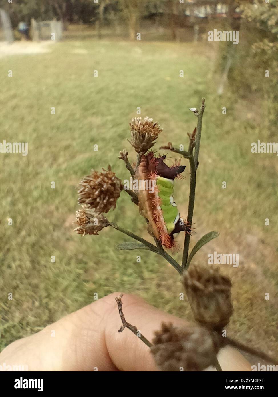 Saddleback Caterpillar Moth (Acharia stimulea Stock Photo - Alamy