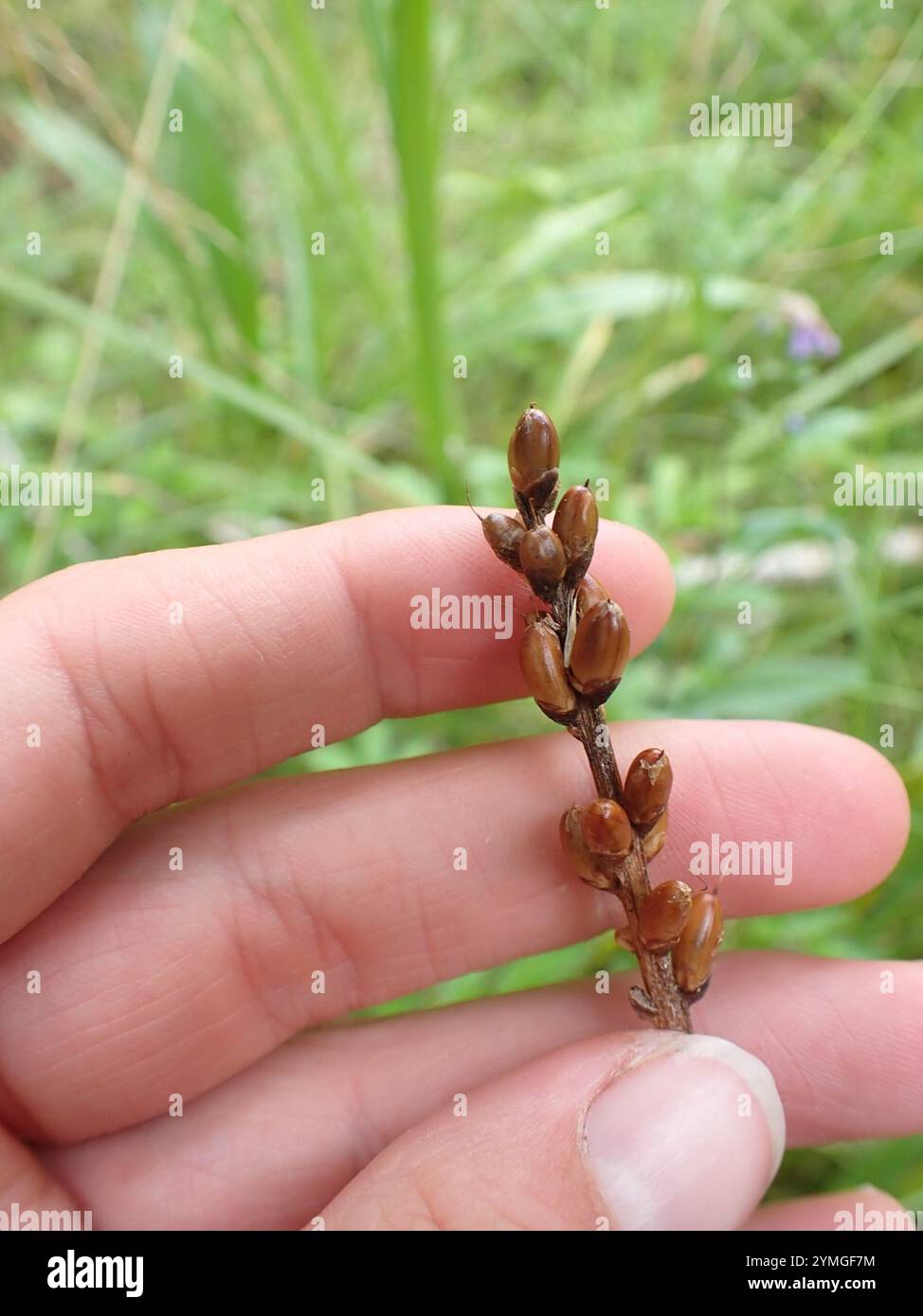 Alaska Plantain (Plantago macrocarpa Stock Photo - Alamy