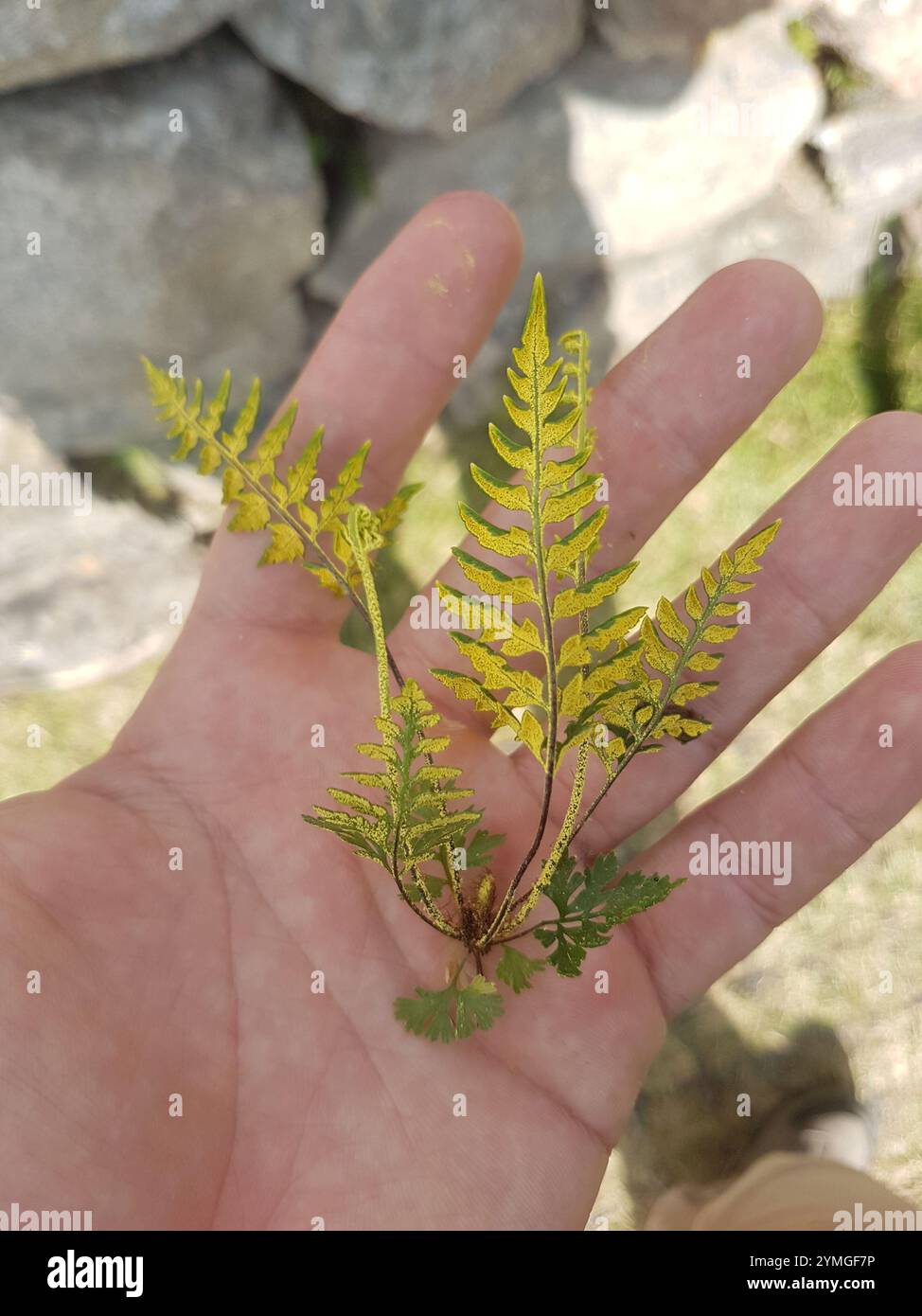 Pityrogramma hi-res stock photography and images - Alamy