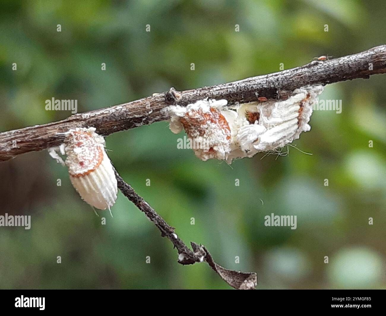 Cottony cushion scale (Icerya purchasi Stock Photo - Alamy