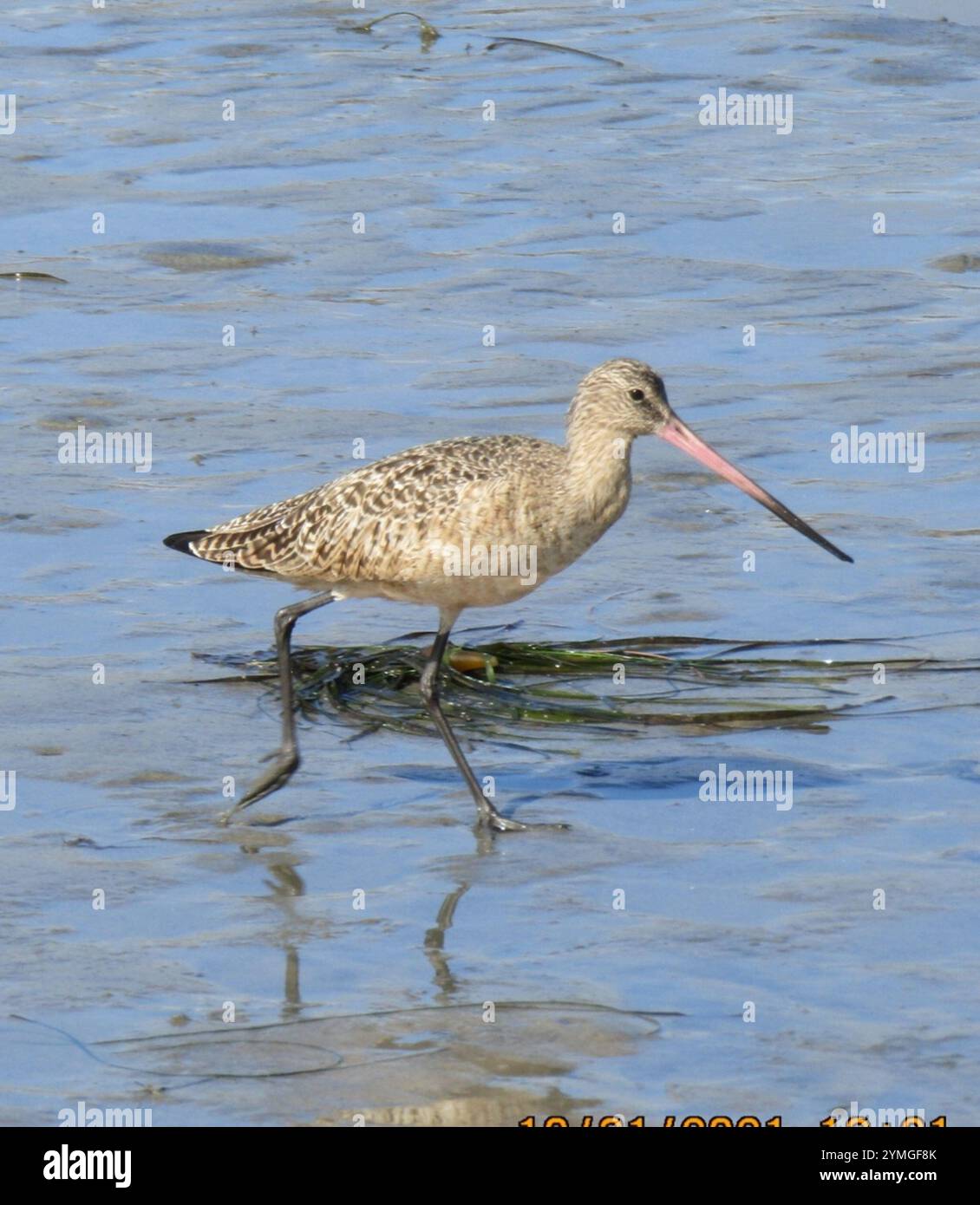 Marbled Godwit (Limosa fedoa Stock Photo - Alamy