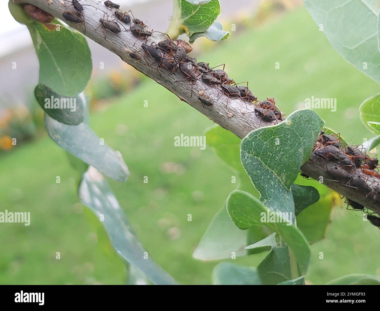 Variegated Oak Aphid (Lachnus roboris Stock Photo - Alamy