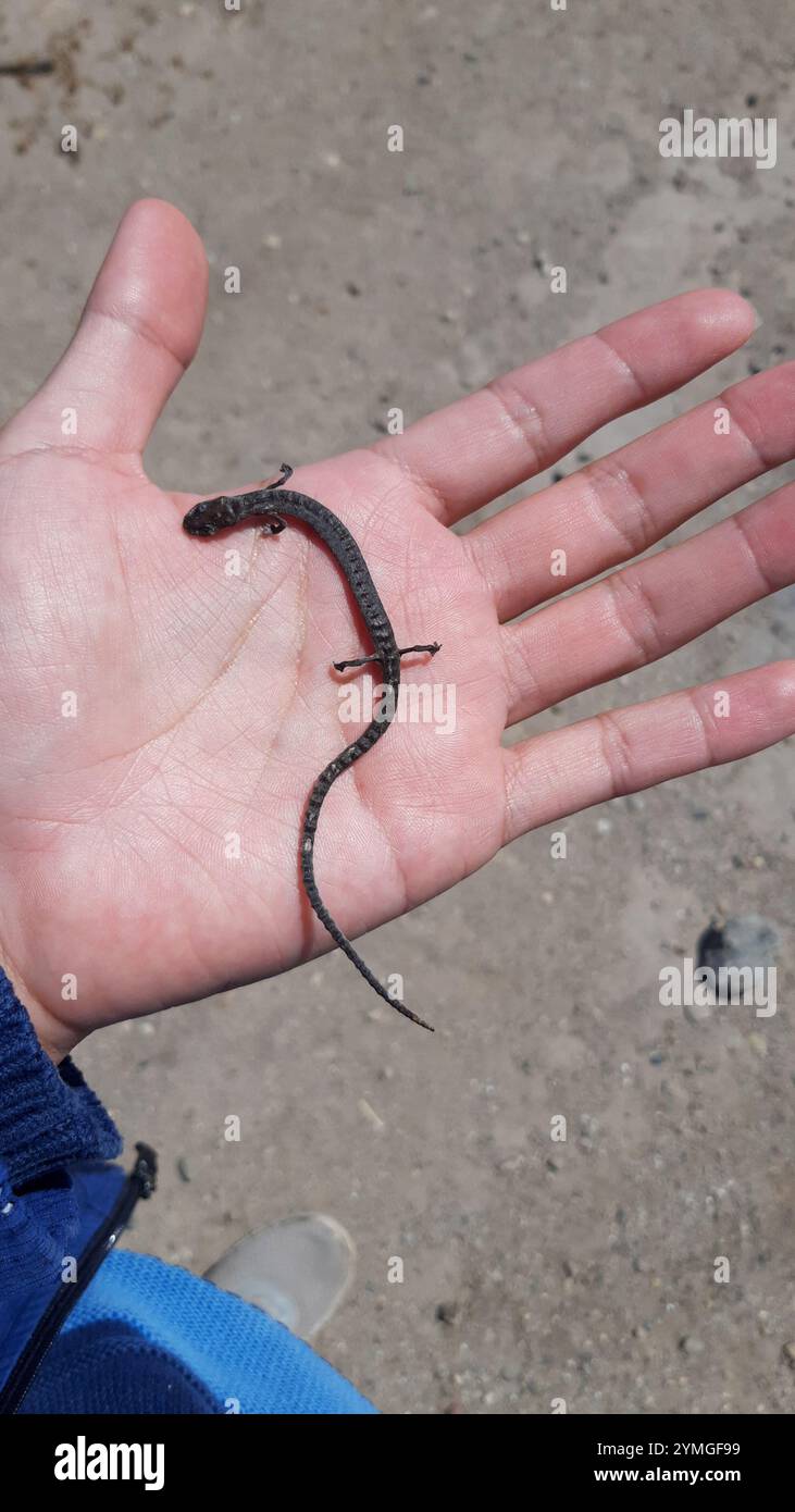 Channel Islands Slender Salamander (Batrachoseps pacificus Stock Photo ...