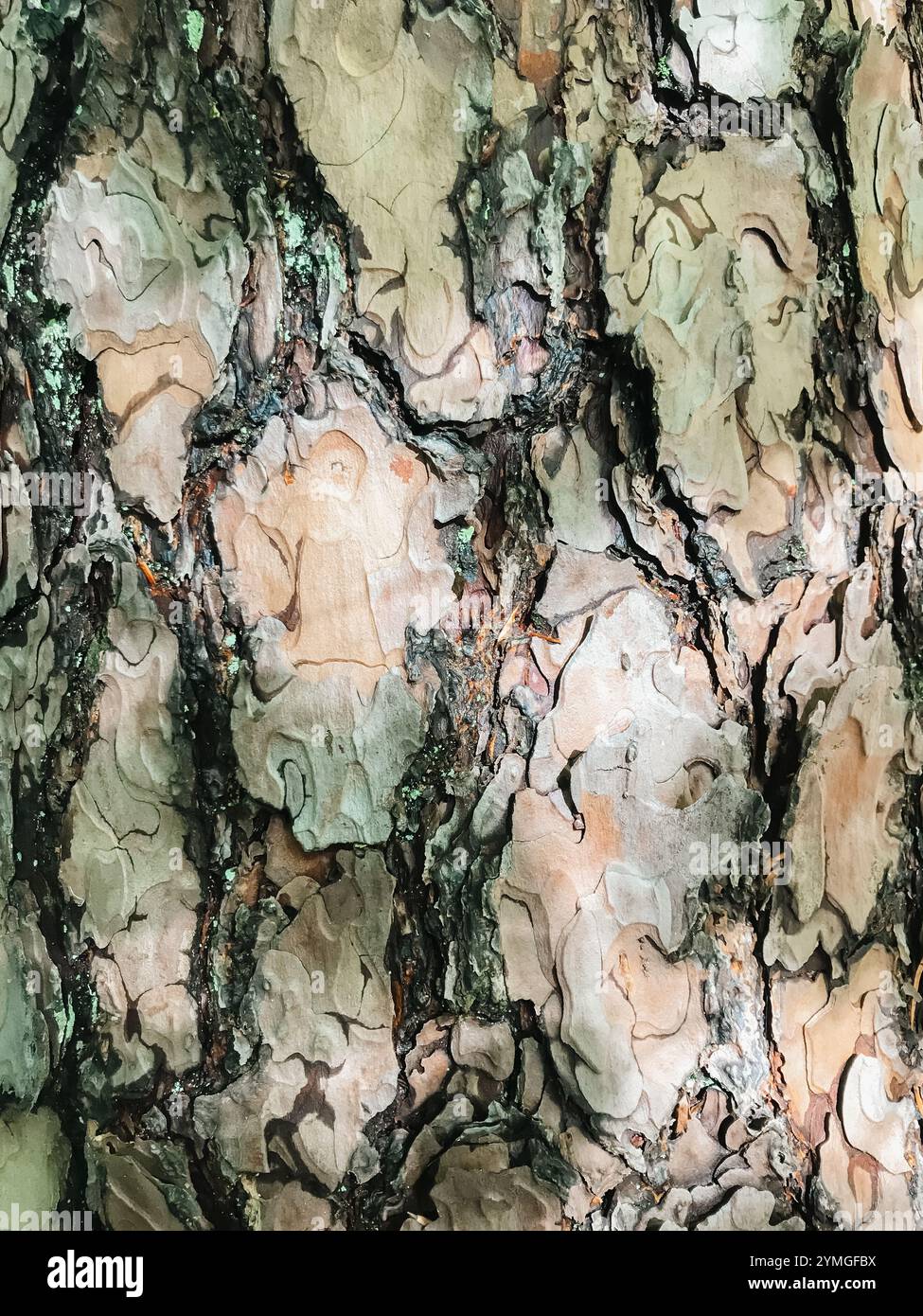 The bark of a tree is shown in detail, with many ridges and grooves ...