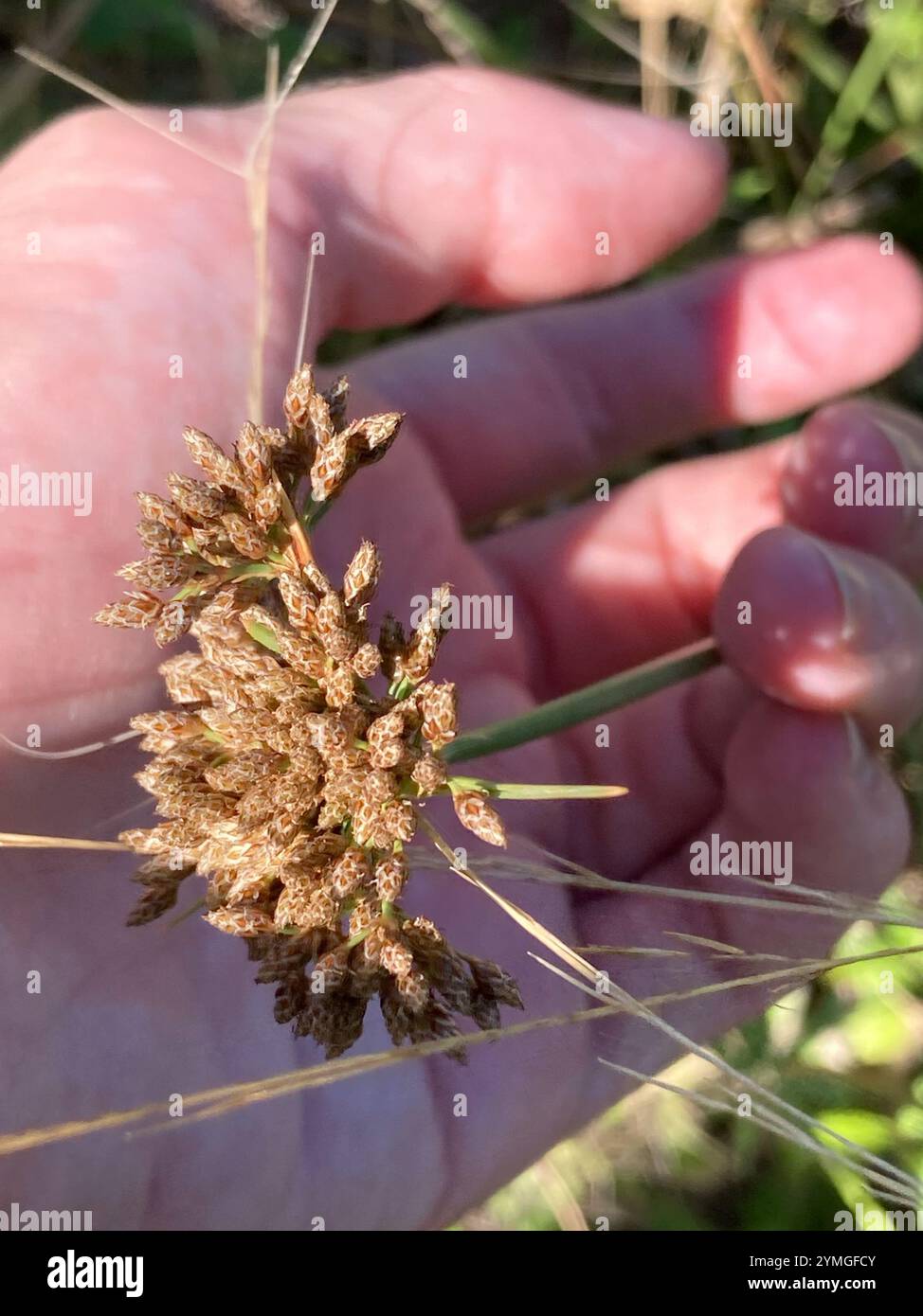 grasses, sedges, cattails, and allies (Poales Stock Photo - Alamy