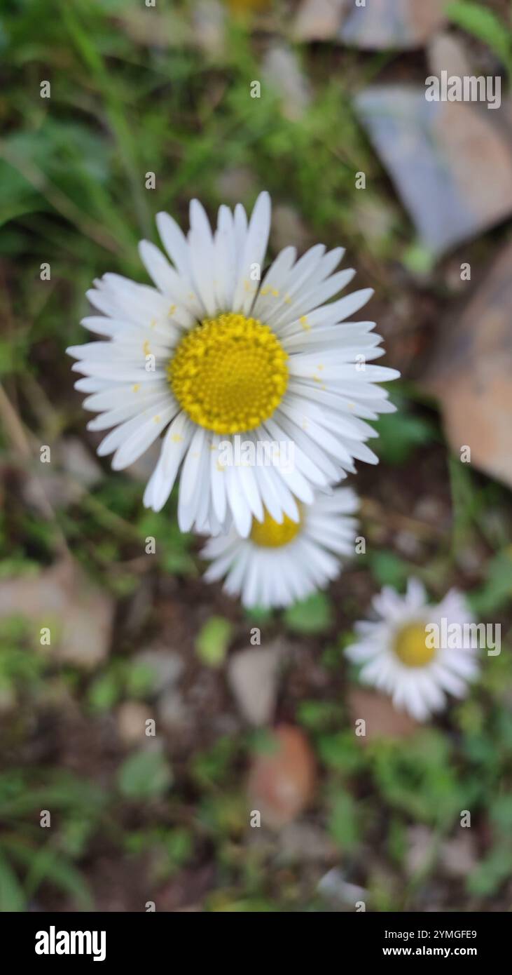 southern daisy (Bellis sylvestris Stock Photo - Alamy