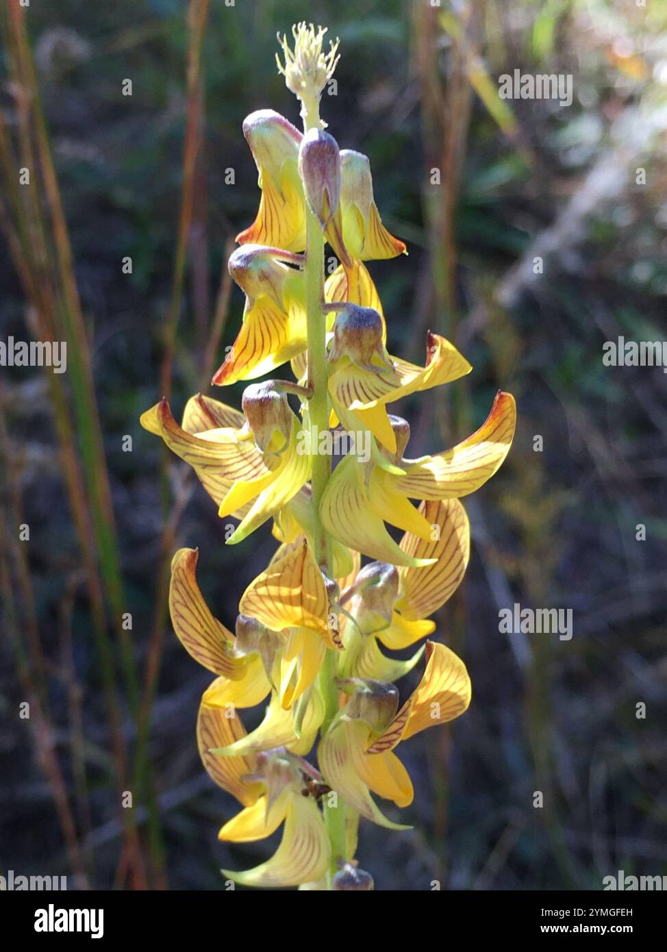 Crotalaria pallida hi-res stock photography and images - Alamy
