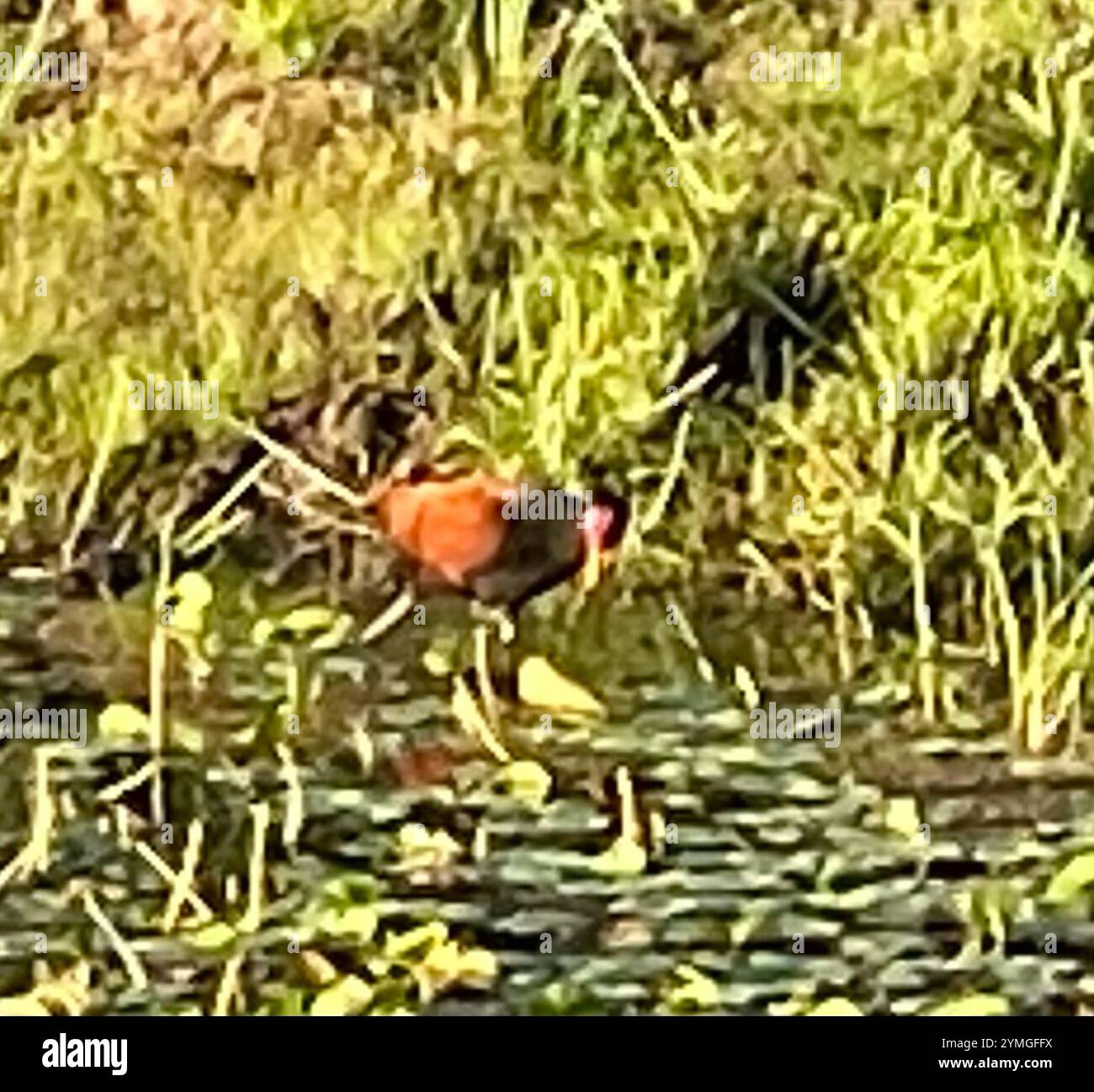 Wattled Jacana (Jacana jacana Stock Photo - Alamy
