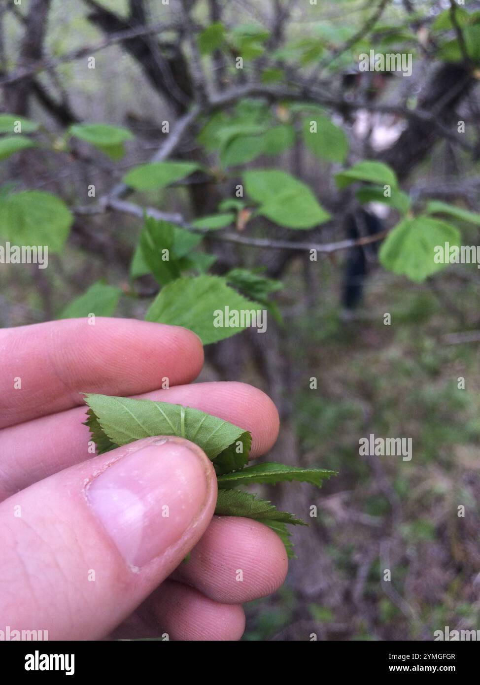 Caughnawaga hawthorn (Crataegus suborbiculata Stock Photo - Alamy