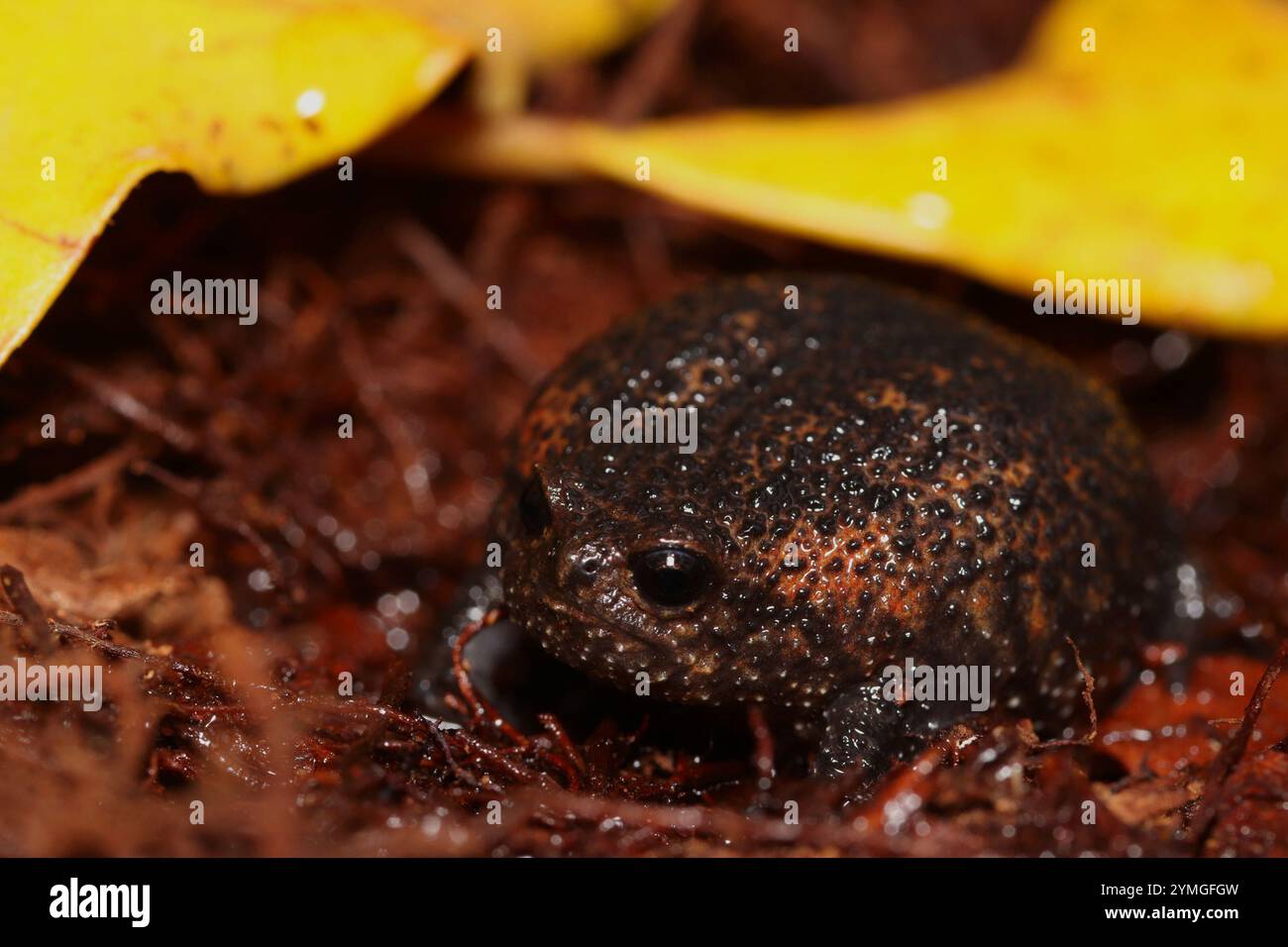 Strawberry Rain Frog (Breviceps acutirostris Stock Photo - Alamy