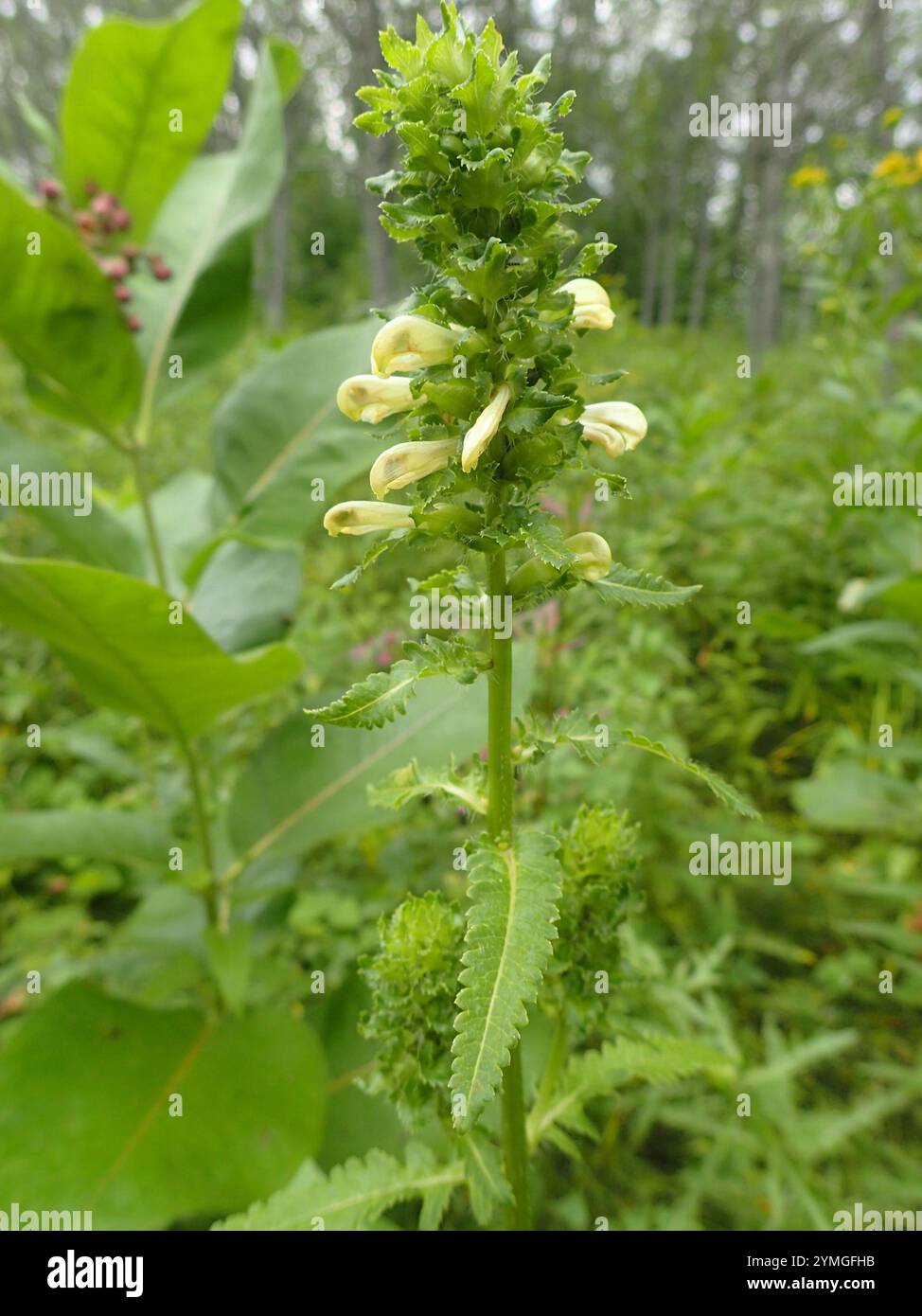 Pedicularis lanceolata hi-res stock photography and images - Alamy
