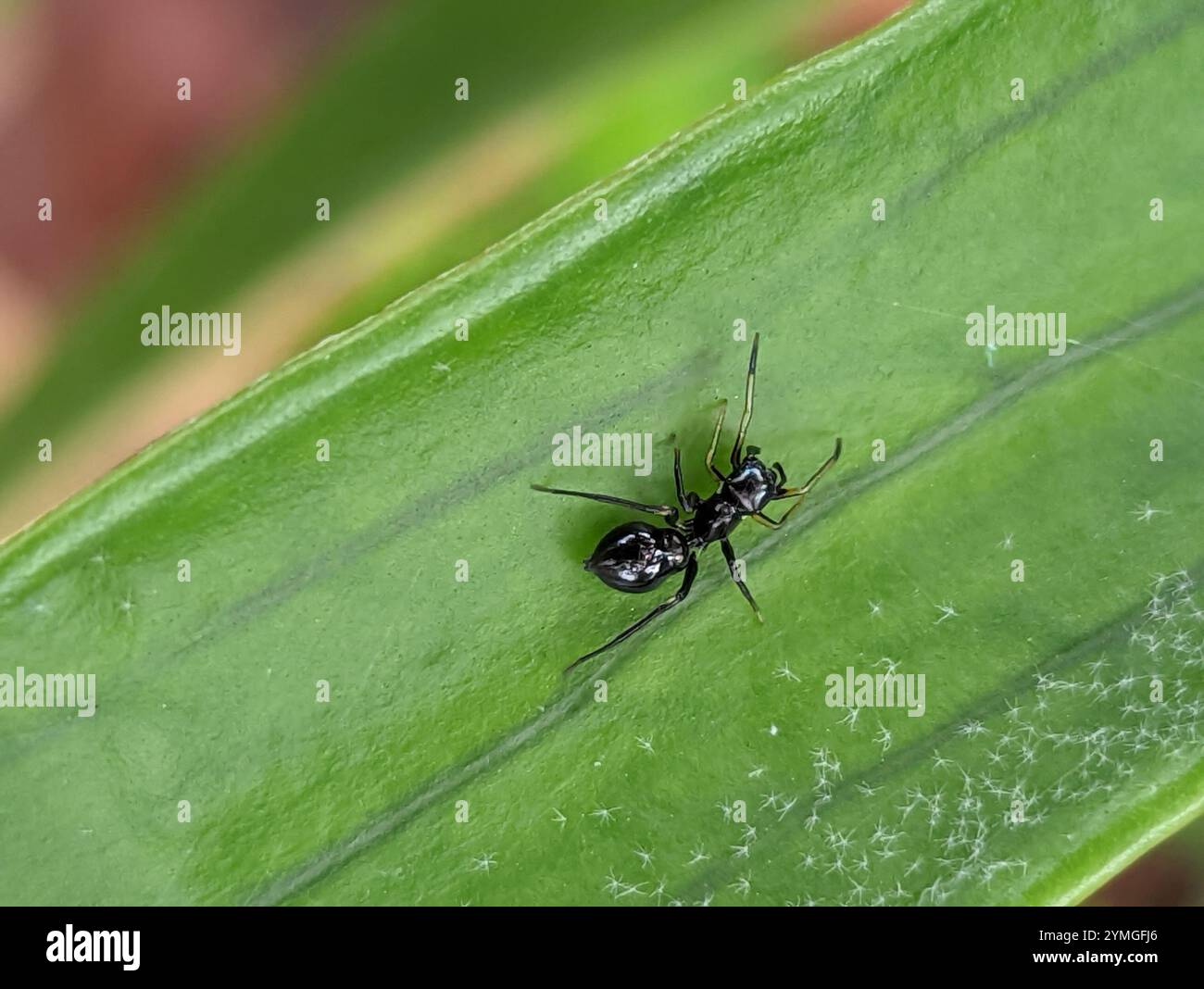 Ant-mimic Spiders (Myrmarachne Stock Photo - Alamy