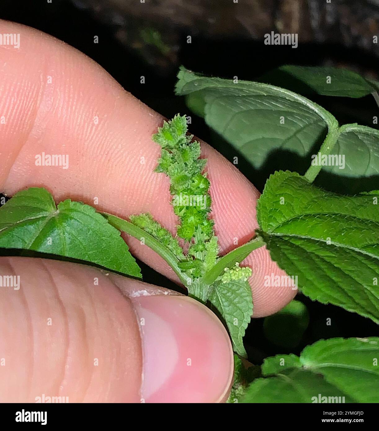 Cuban copperleaf (Acalypha setosa Stock Photo - Alamy