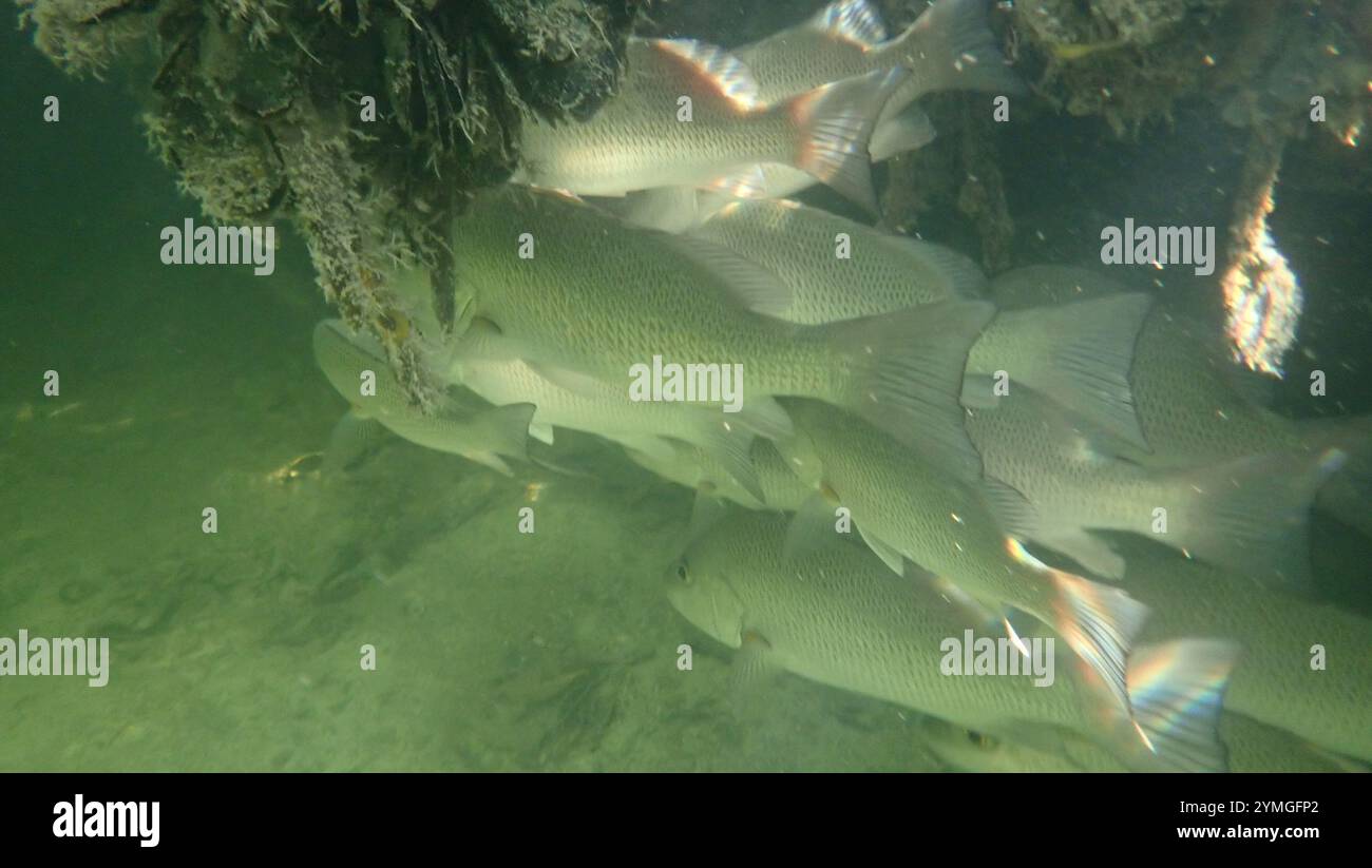 Gray Snapper (Lutjanus griseus Stock Photo - Alamy