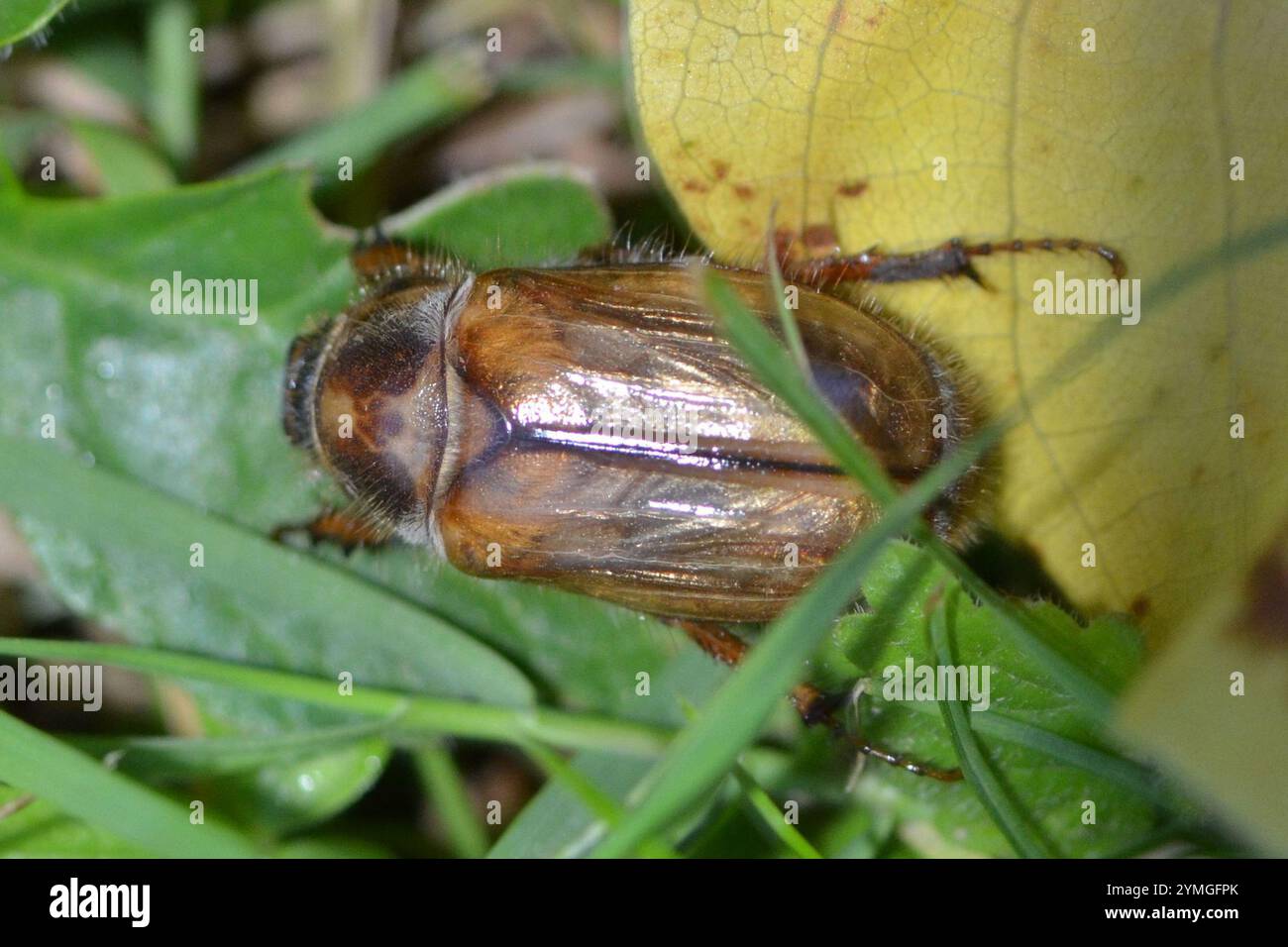 Summer Chafer (Amphimallon solstitiale Stock Photo - Alamy