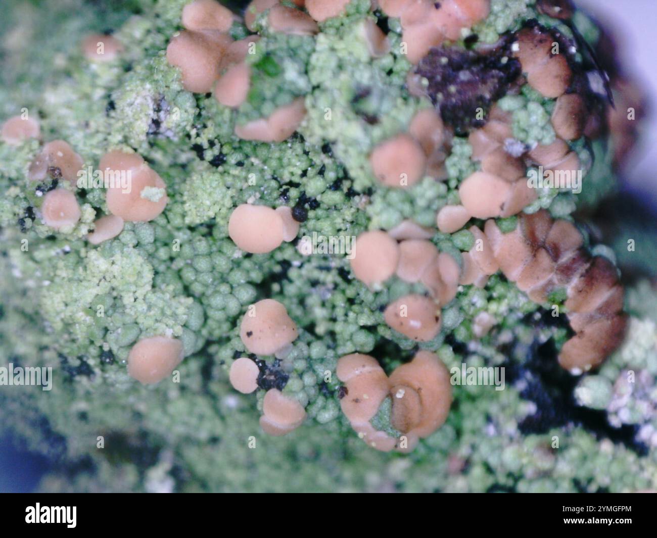 Granular Mottled-disk Lichen (Trapeliopsis granulosa Stock Photo - Alamy
