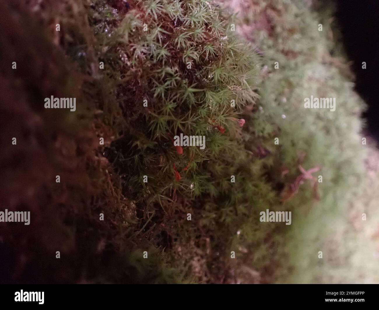 Common Apple-moss (Bartramia pomiformis Stock Photo - Alamy