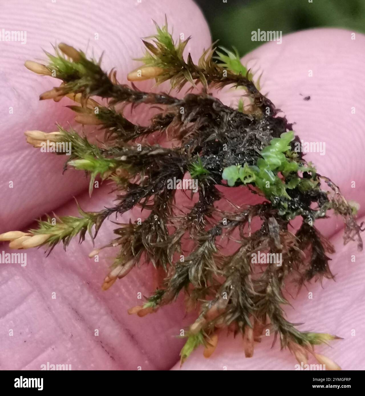 Showy Bristle Moss (Lewinskya speciosa Stock Photo - Alamy