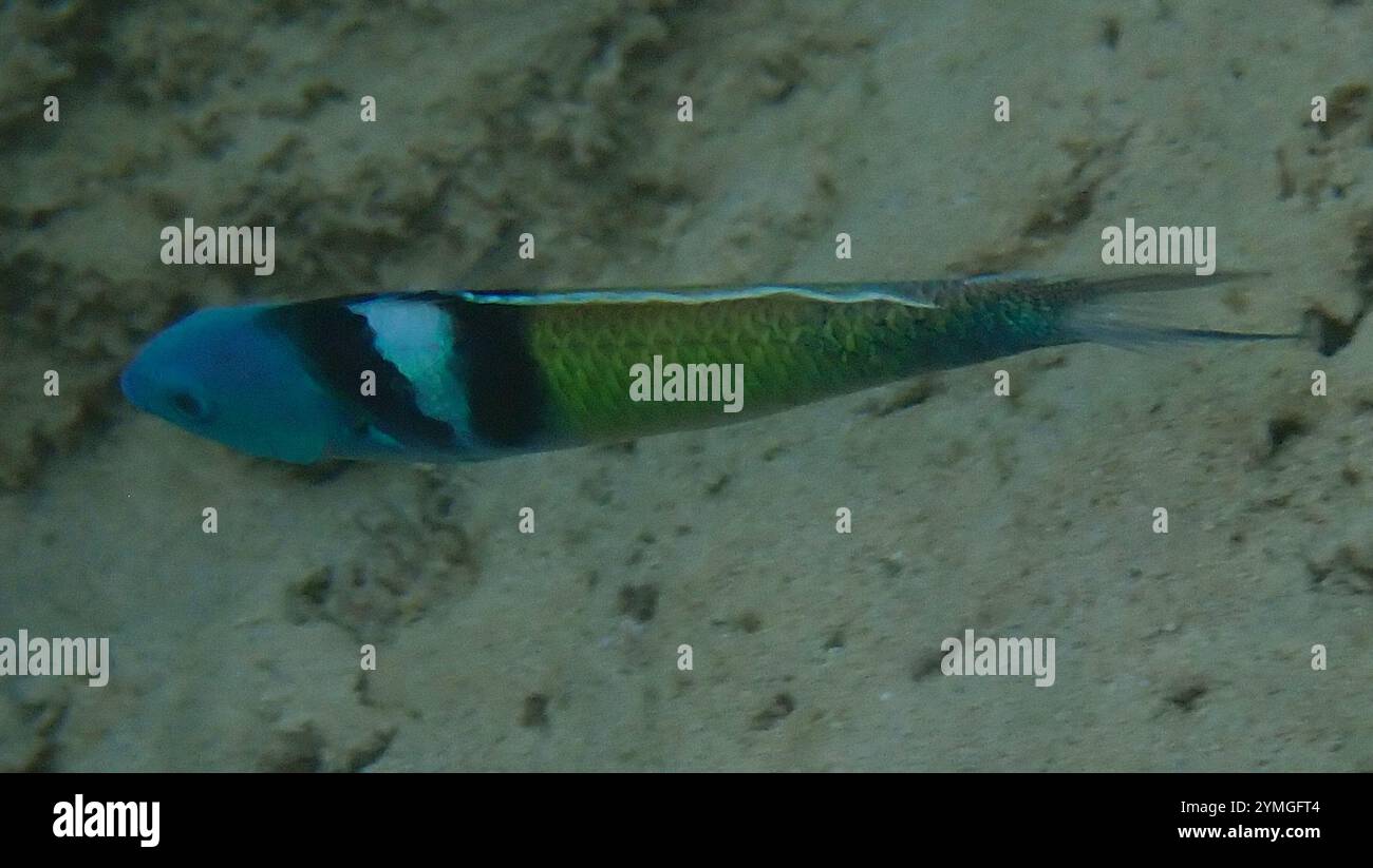 Caribbean Bluehead Wrasse (Thalassoma bifasciatum Stock Photo - Alamy