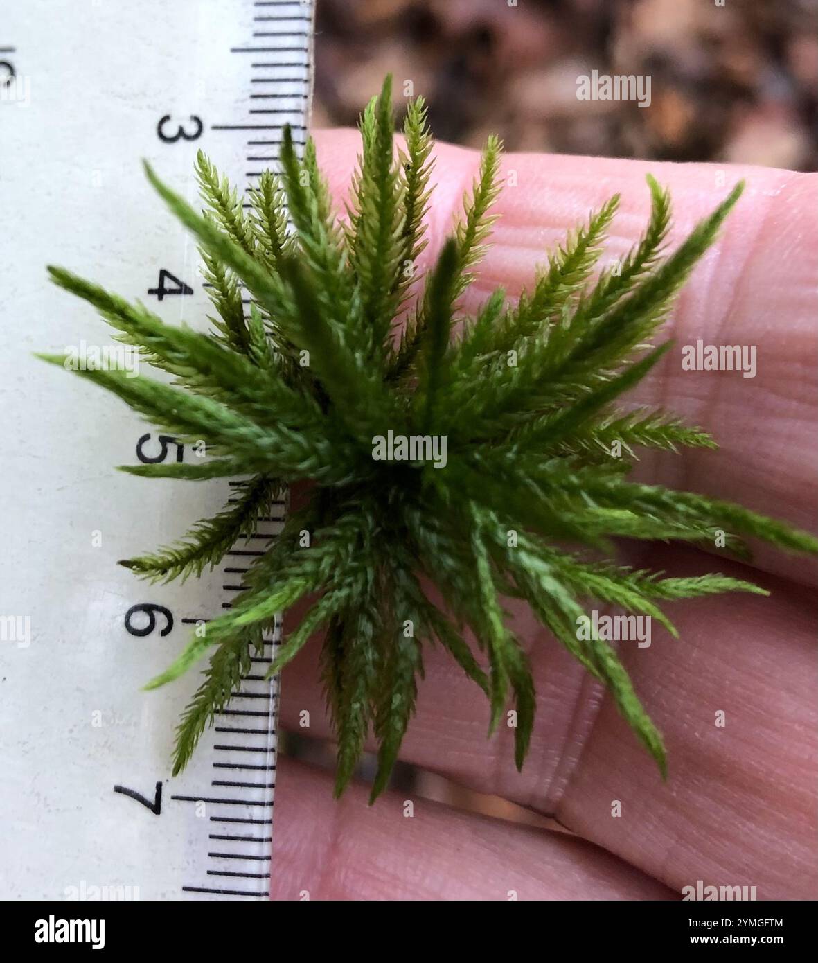 American Tree Moss (Climacium americanum Stock Photo - Alamy
