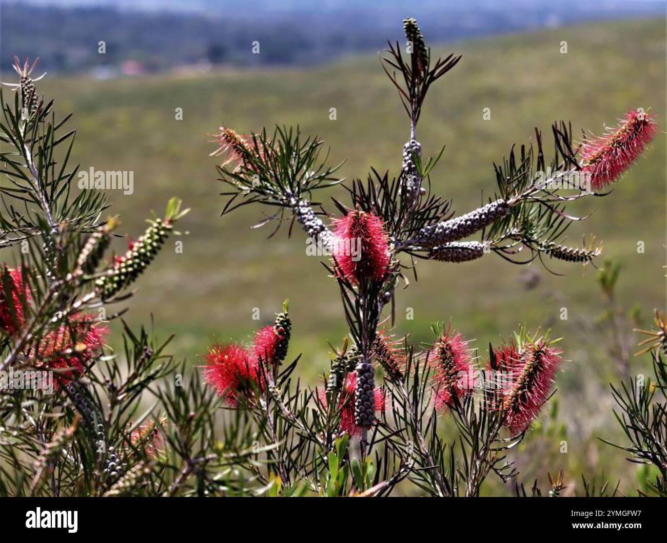 Narrow-leaved Bottlebrush (Melaleuca linearis Stock Photo - Alamy