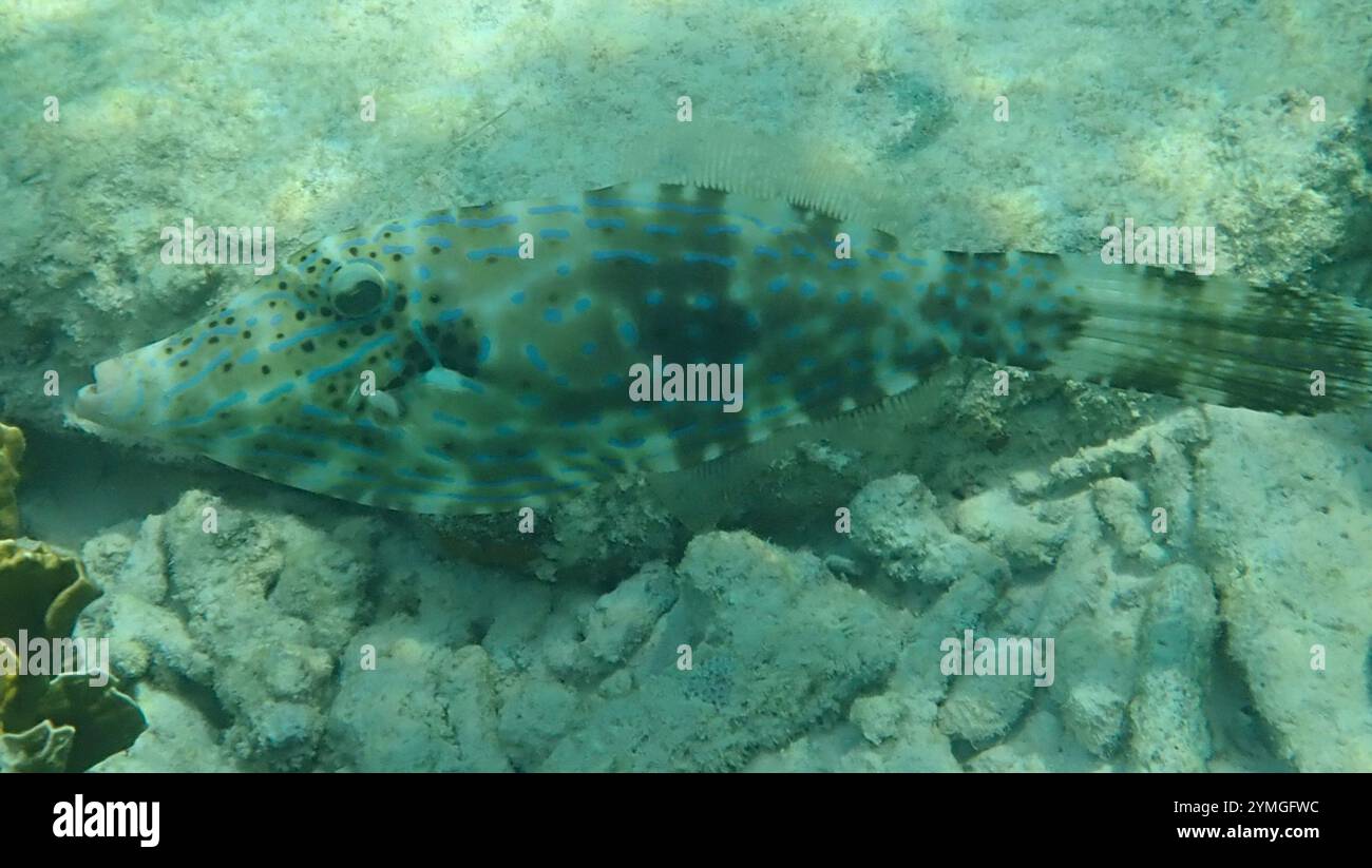 Scrawled Filefish (Aluterus scriptus Stock Photo - Alamy