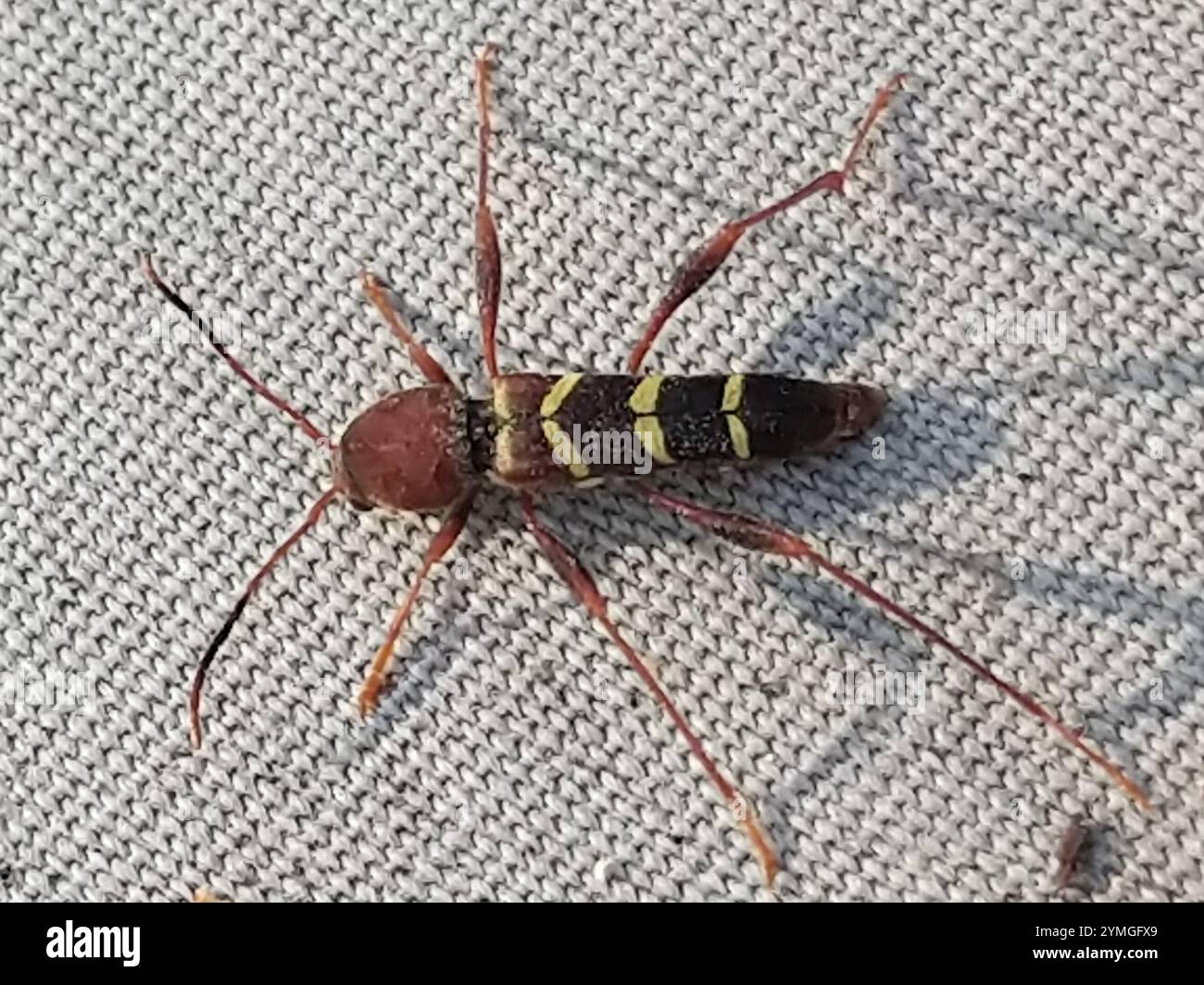 Red-headed Ash Borer (Neoclytus acuminatus Stock Photo - Alamy