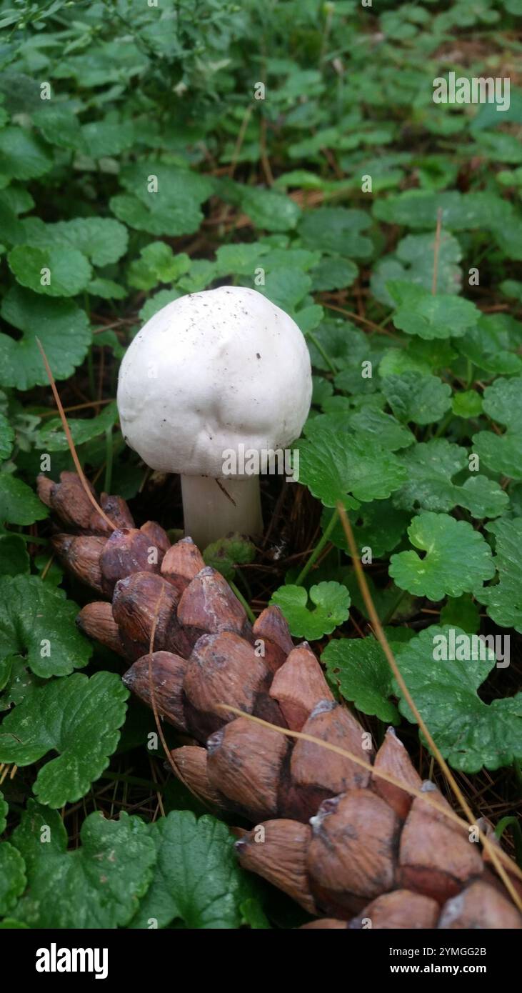 Yellow Stainer (Agaricus xanthodermus Stock Photo - Alamy
