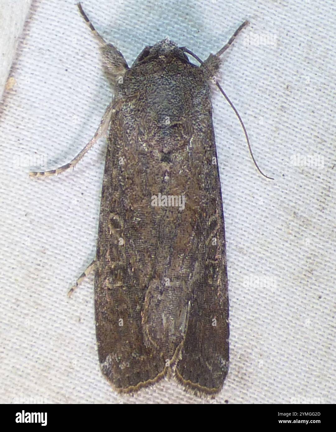 Fall Armyworm Moth (Spodoptera frugiperda Stock Photo - Alamy