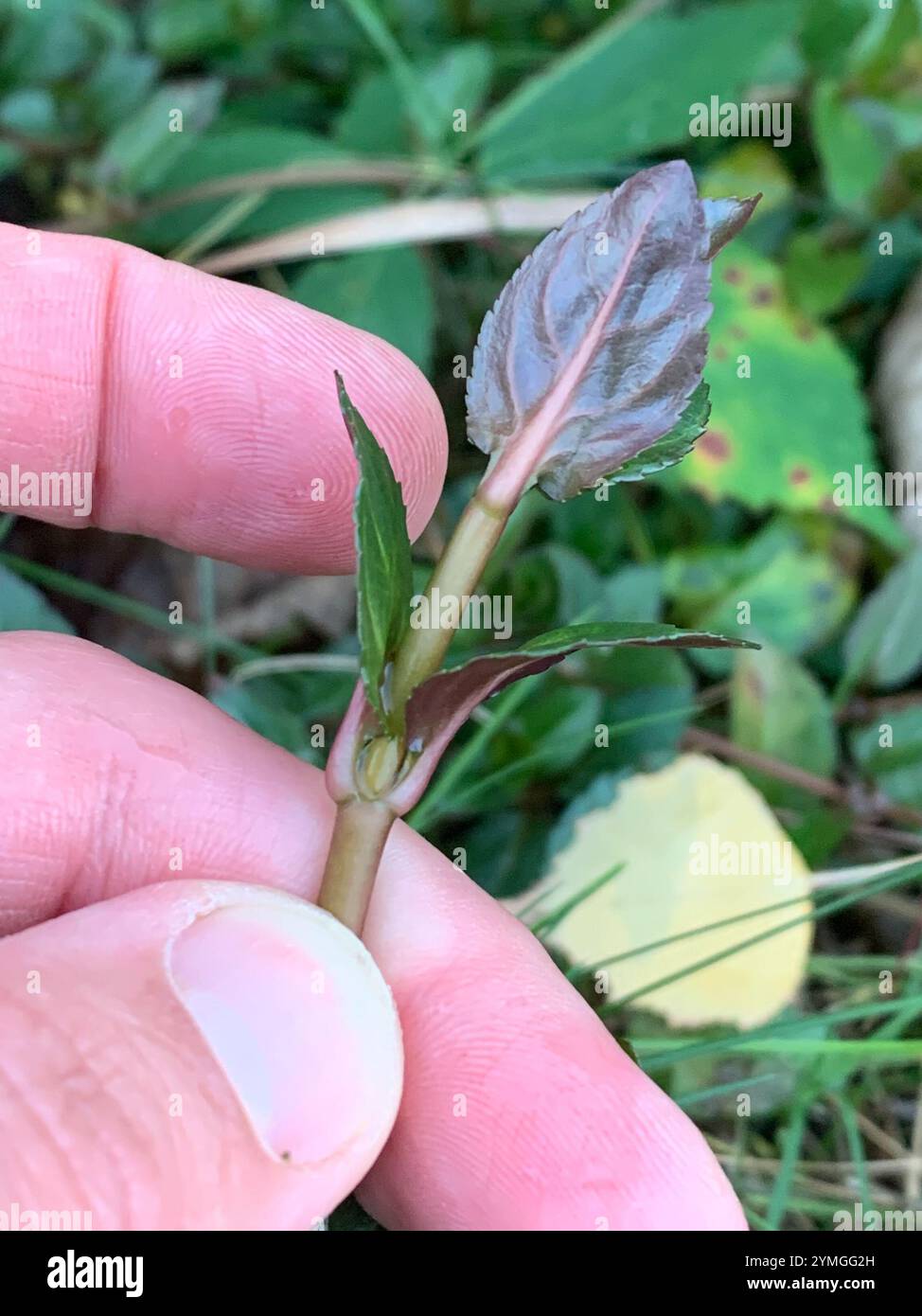 American brooklime hi-res stock photography and images - Alamy