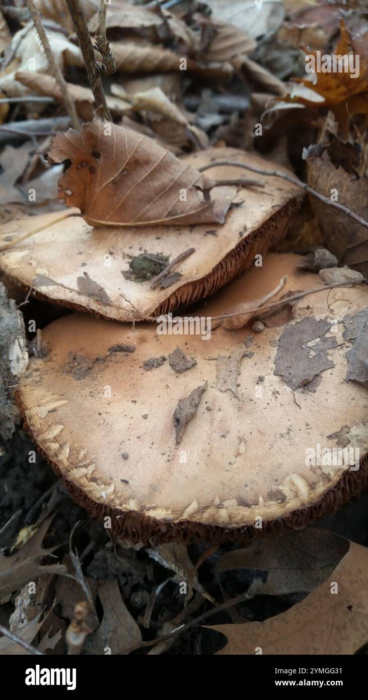 Bitter poisonpie hi-res stock photography and images - Alamy