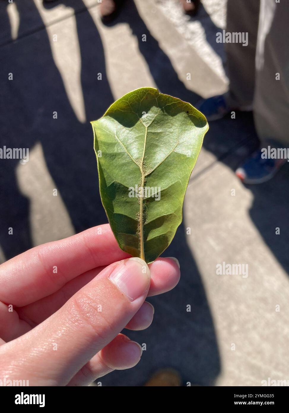 Chapman's Oak (Quercus chapmanii Stock Photo - Alamy