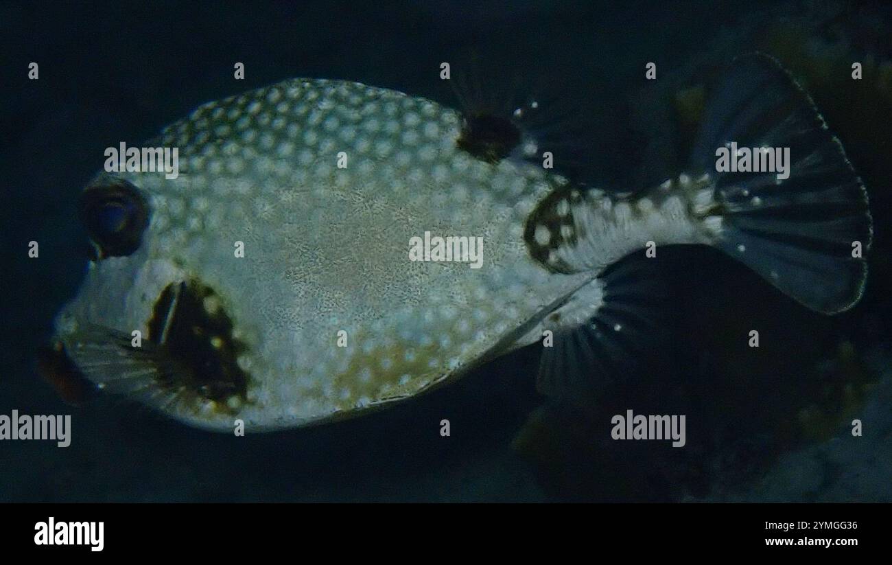 Smooth Trunkfish (Lactophrys triqueter Stock Photo - Alamy