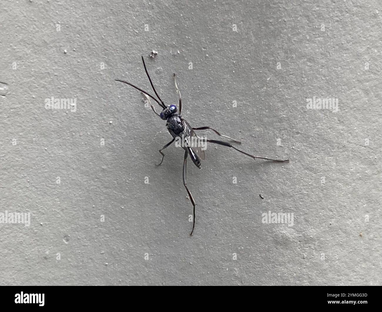 Blue-eyed Ensign Wasp (Evania appendigaster Stock Photo - Alamy