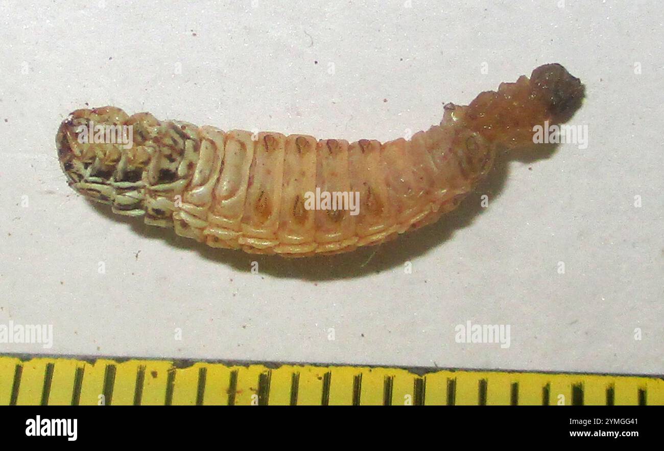 Bagworm Moths (Psychidae Stock Photo - Alamy