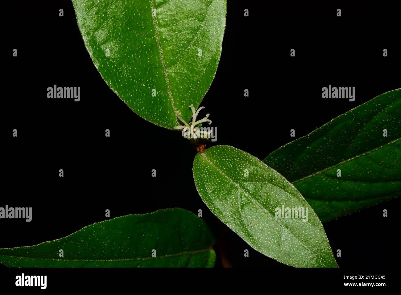 Ceylon croton (Croton zeylanicus Stock Photo - Alamy