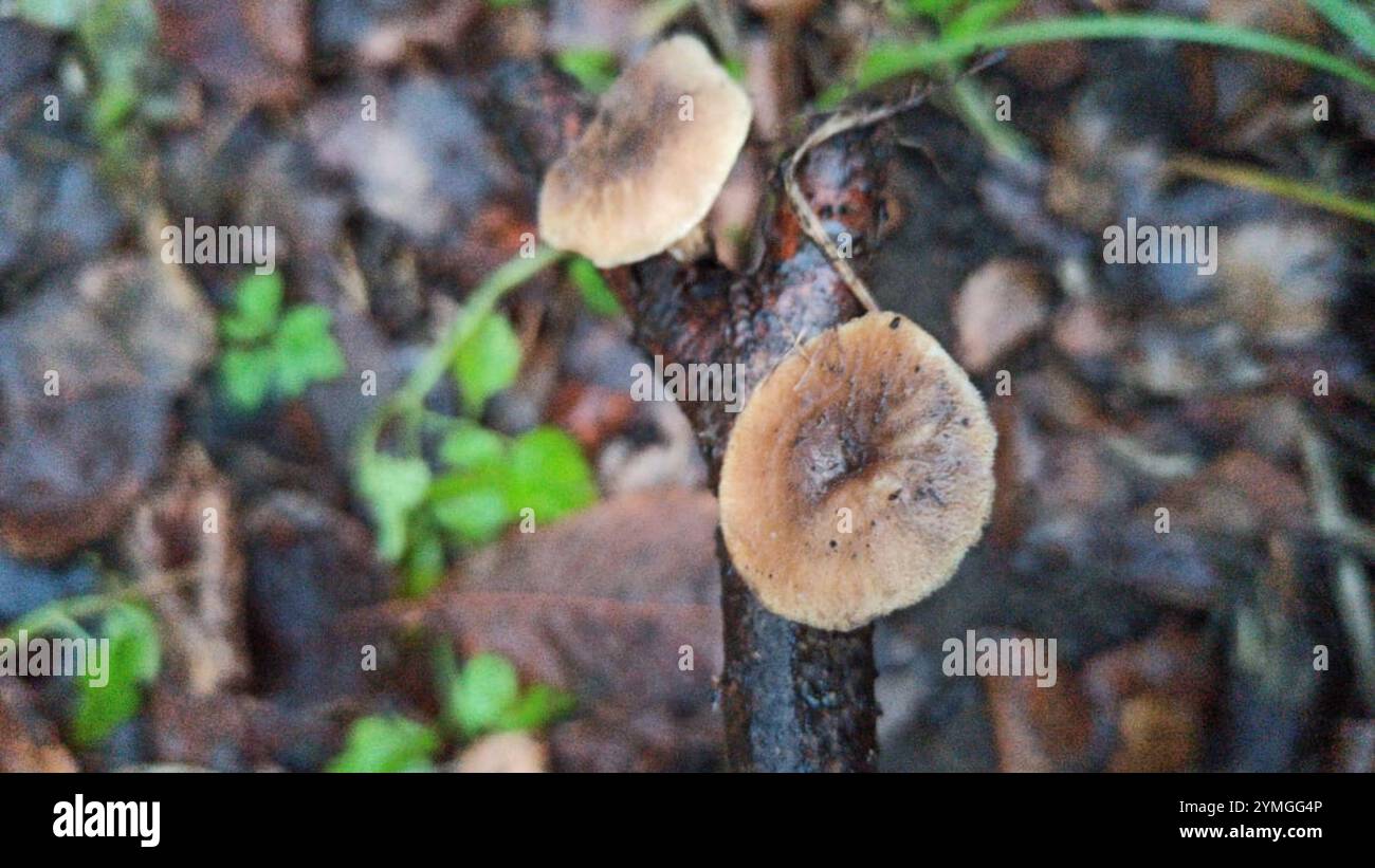 Lentinus brumalis hi-res stock photography and images - Alamy
