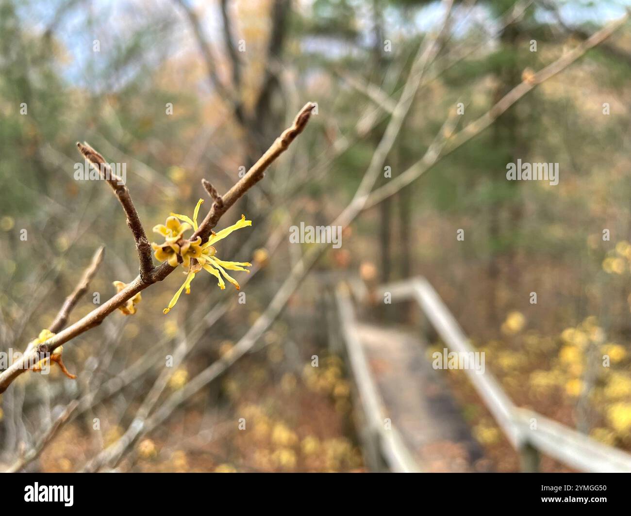 american witch-hazel (Hamamelis virginiana Stock Photo - Alamy