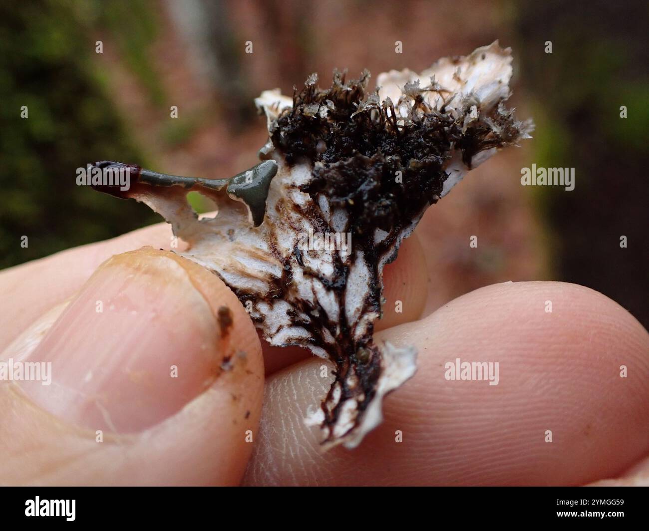 tree pelt lichen (Peltigera collina Stock Photo - Alamy