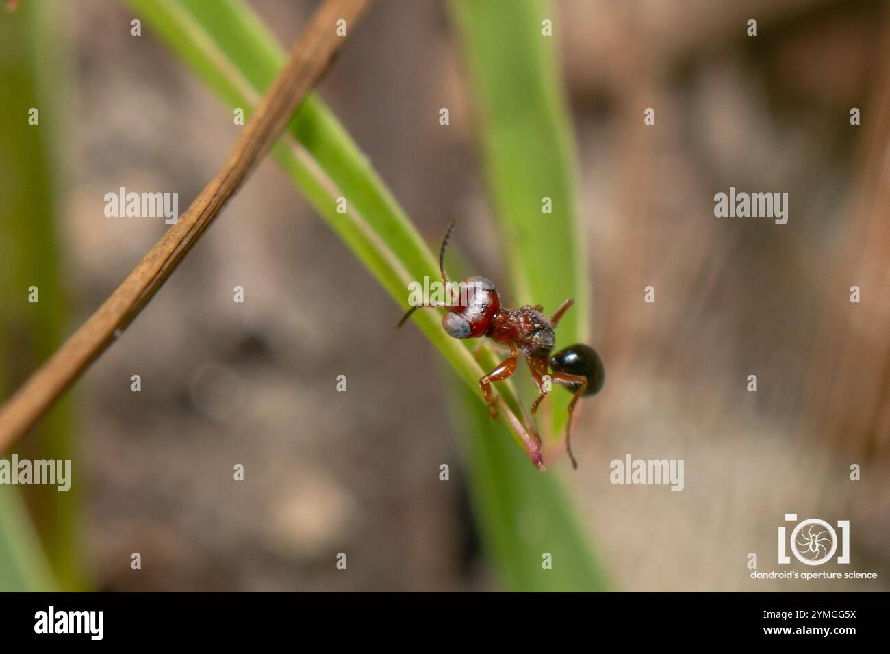Pincer Wasps (Dryinidae Stock Photo - Alamy