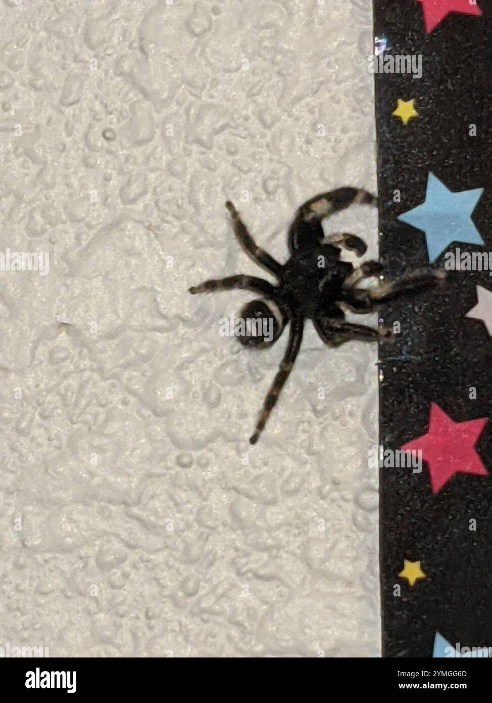 Bold Jumping Spider (Phidippus audax Stock Photo - Alamy