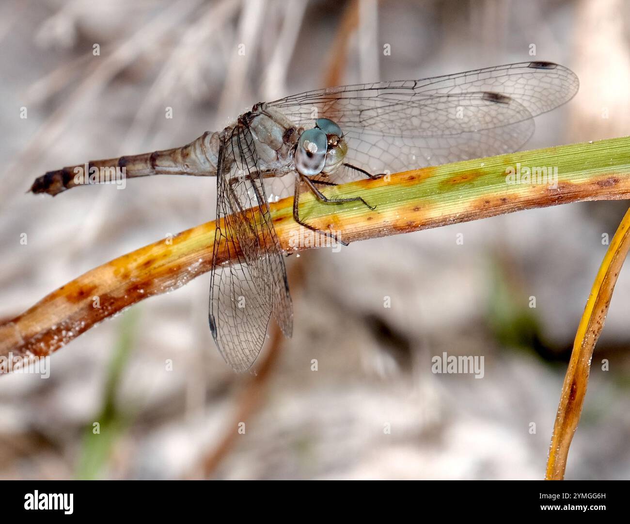 Blue-faced Meadowhawk (Sympetrum ambiguum Stock Photo - Alamy