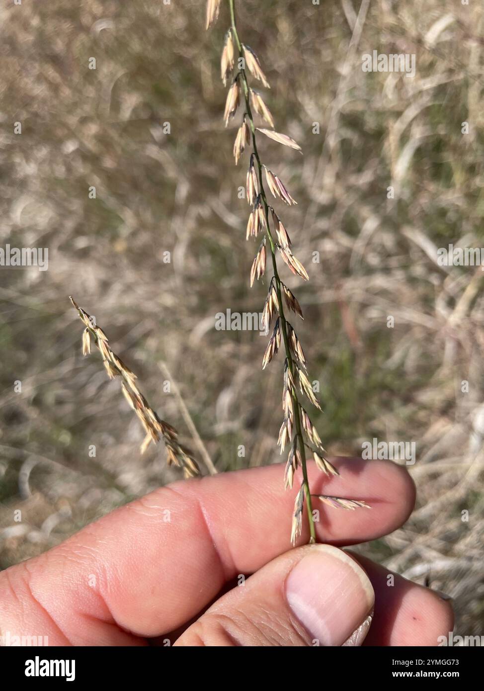 Sideoats Grama (Bouteloua curtipendula Stock Photo - Alamy