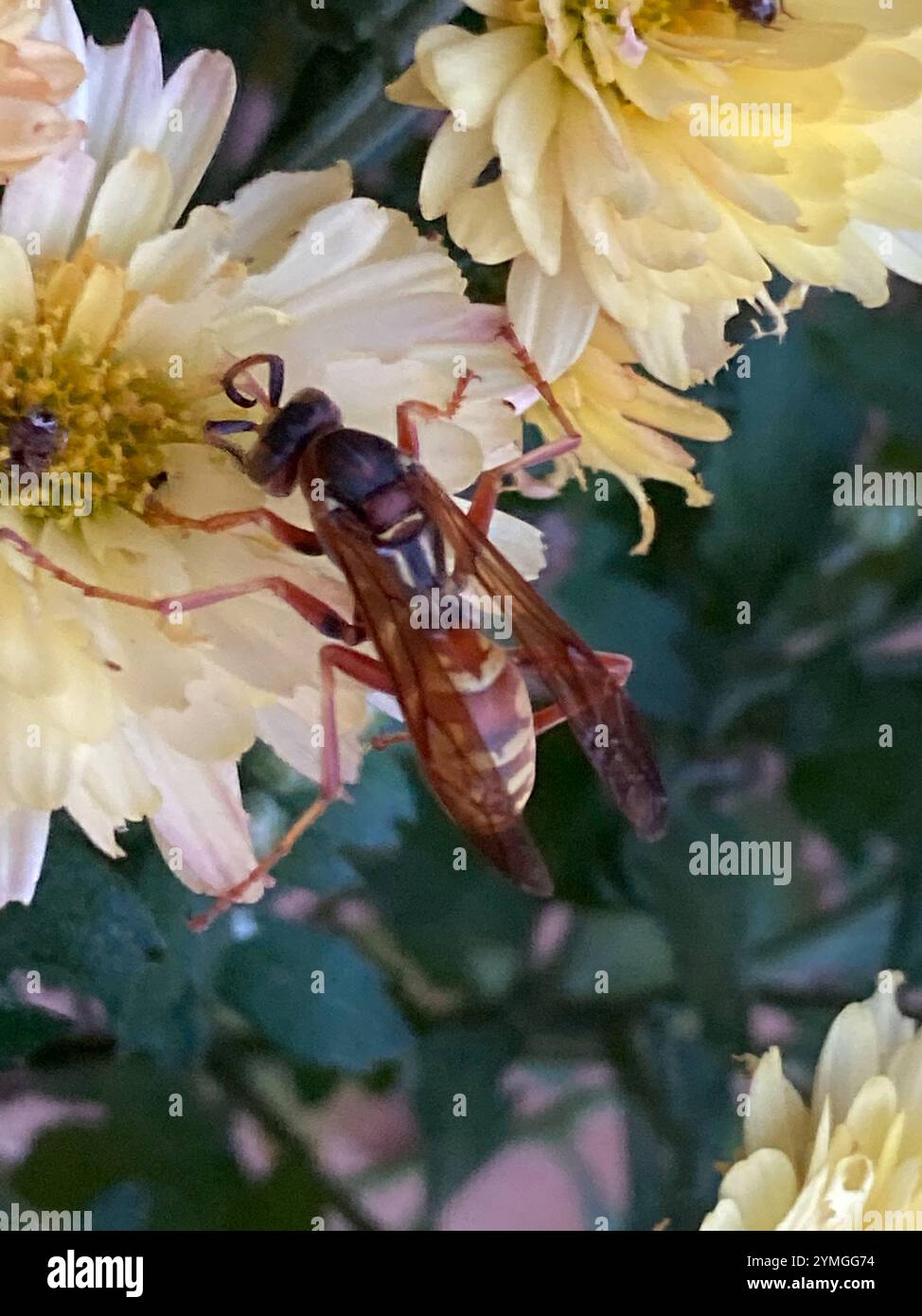 Apache Paper Wasp (Polistes apachus Stock Photo - Alamy