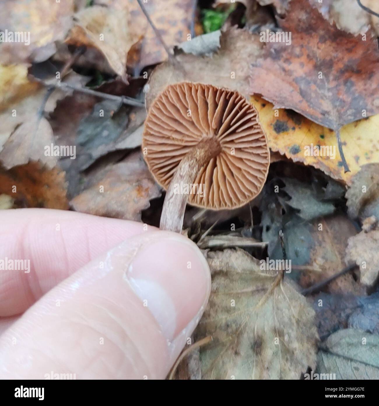 Maroon Brittlestem (Psathyrella bipellis Stock Photo - Alamy