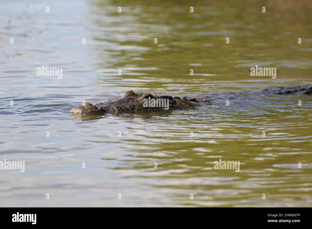 Morelet's Crocodile (Crocodylus moreletii Stock Photo - Alamy