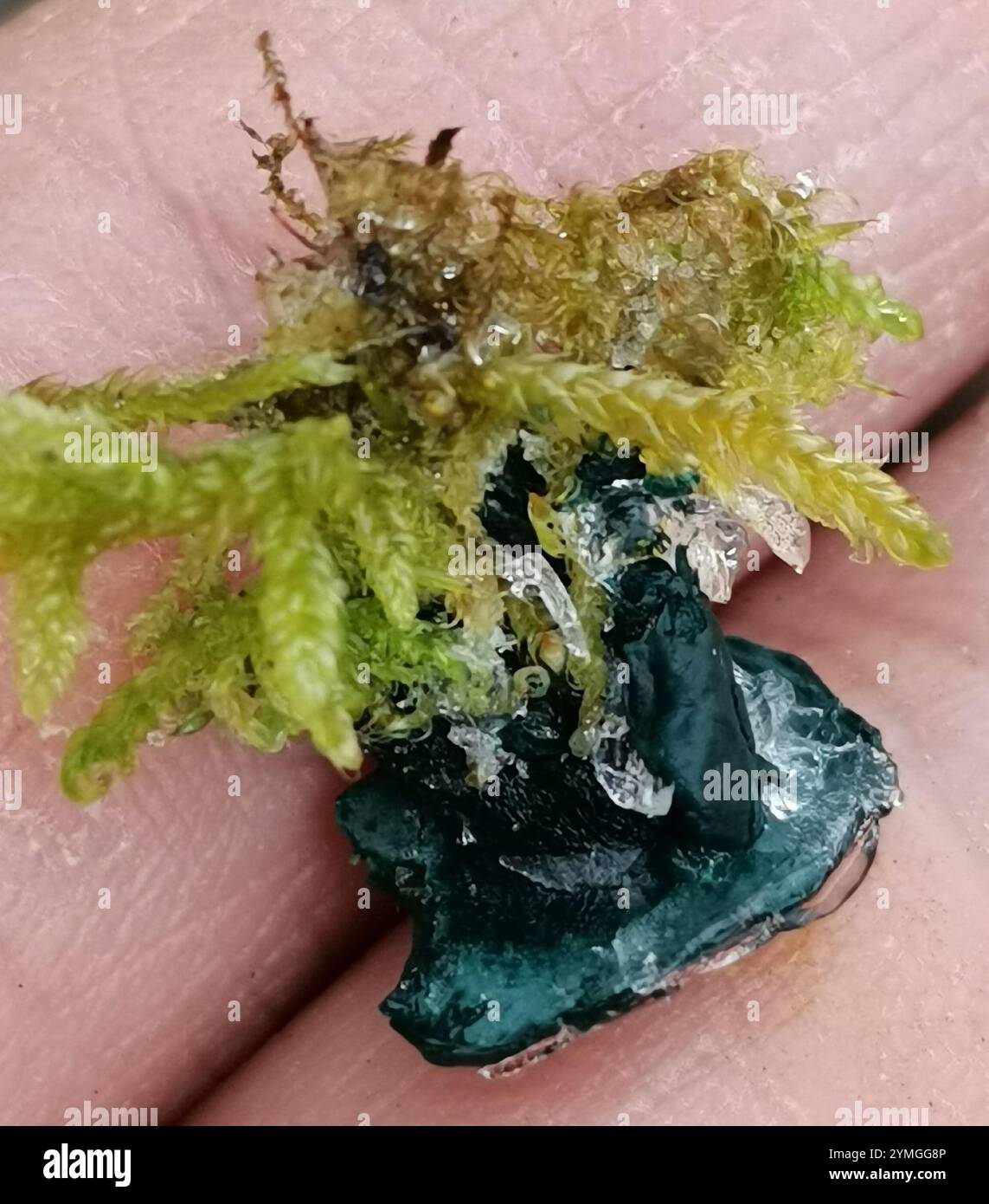 Green Wood Cup (Chlorociboria aeruginascens Stock Photo - Alamy