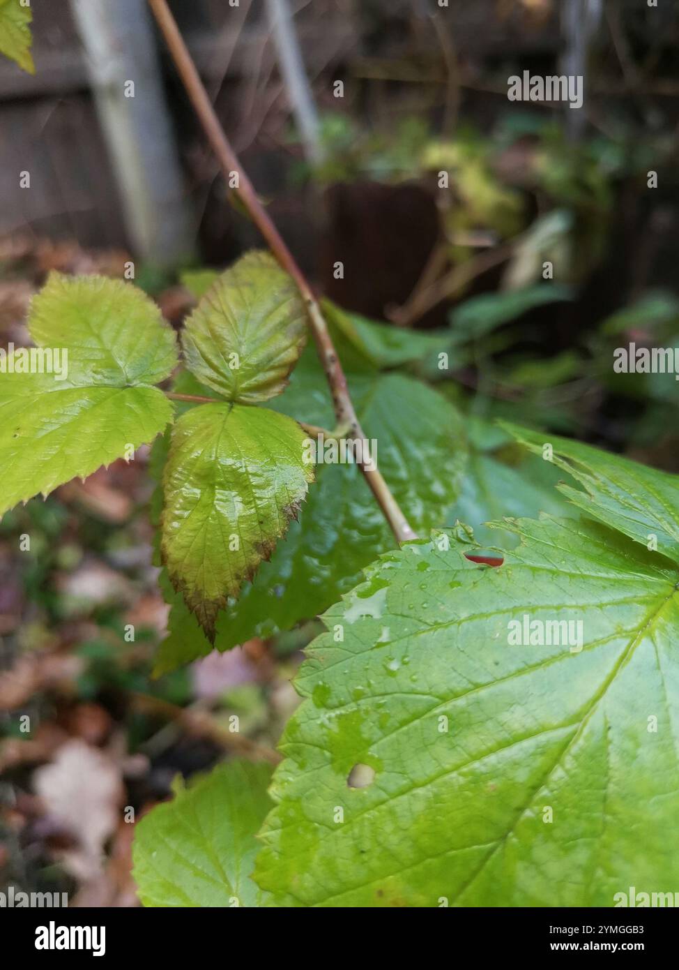 red raspberry (Rubus idaeus Stock Photo - Alamy