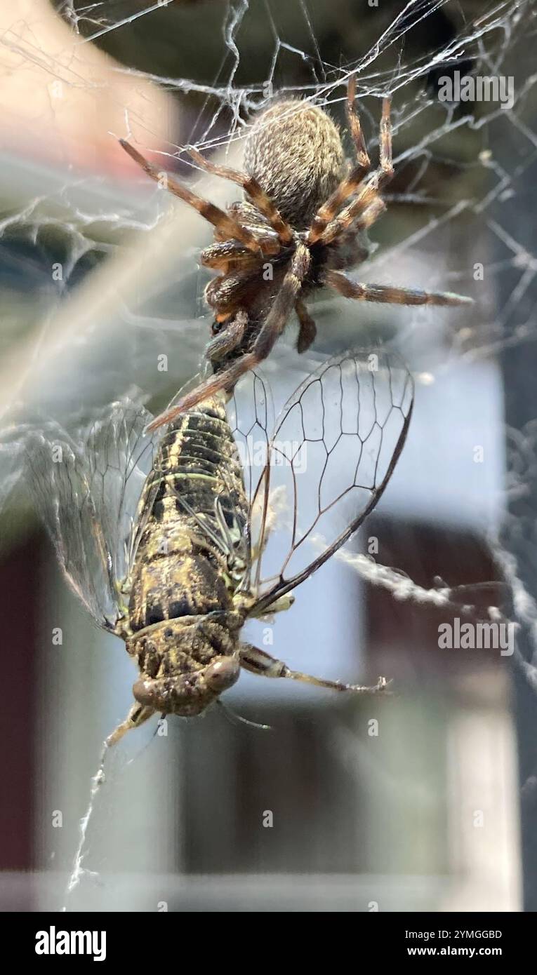 Clay Bank Cicada (Notopsalta sericea Stock Photo - Alamy