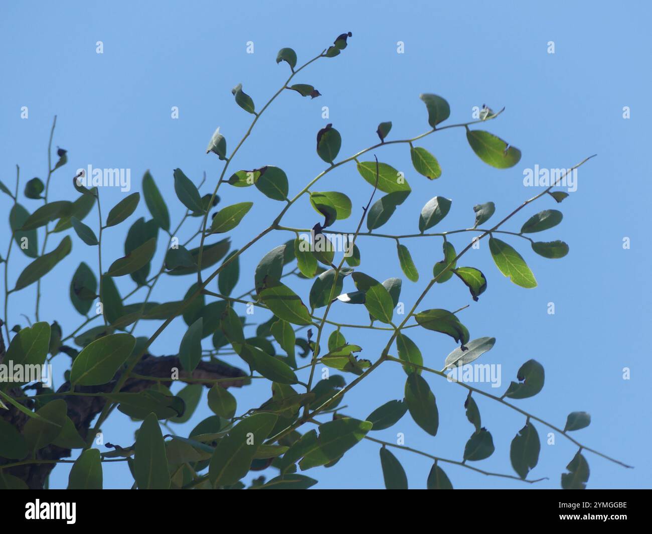 wild syringa (Burkea africana Stock Photo - Alamy